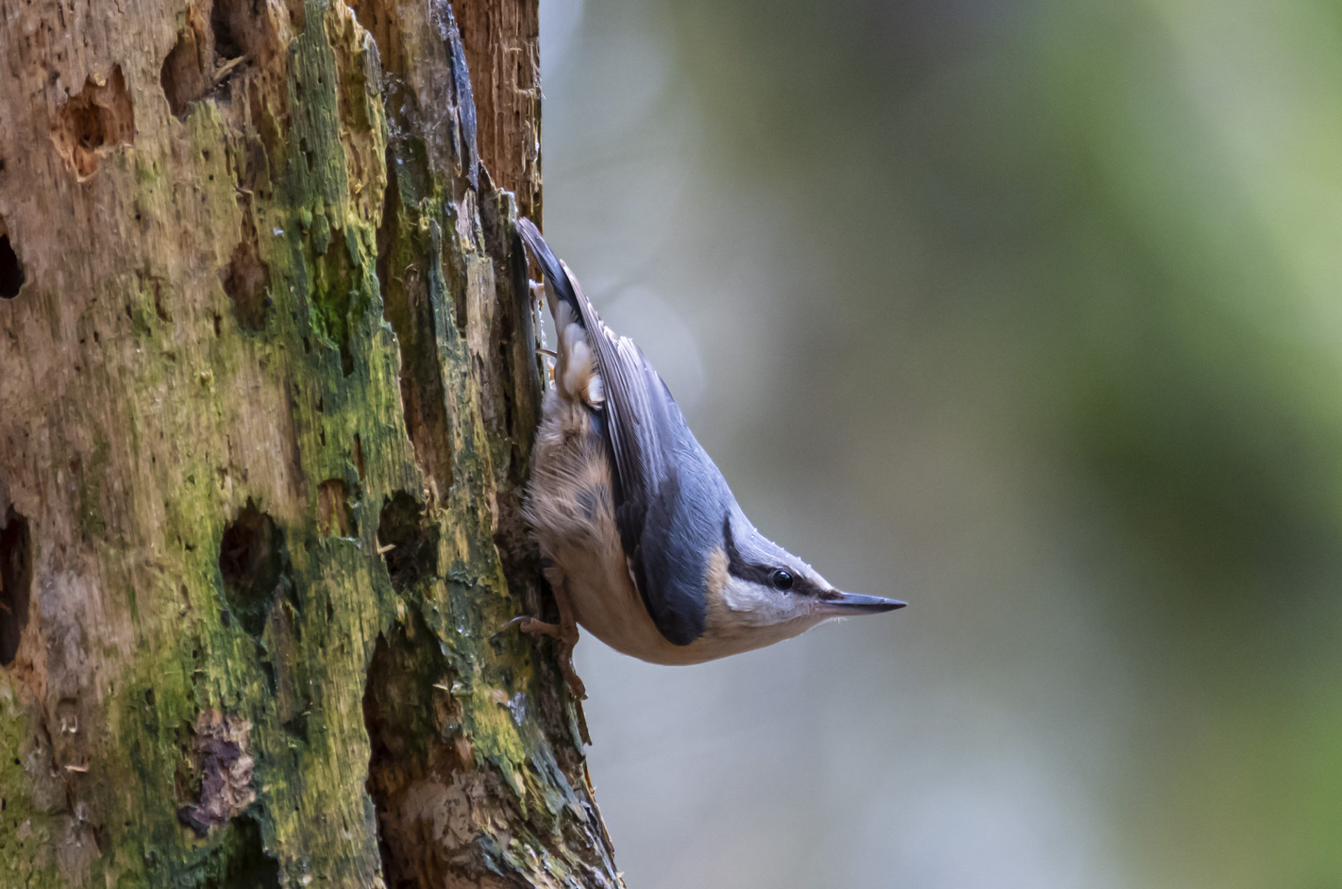 Seeing red at Argaty - Opposite View Wildlife Photography