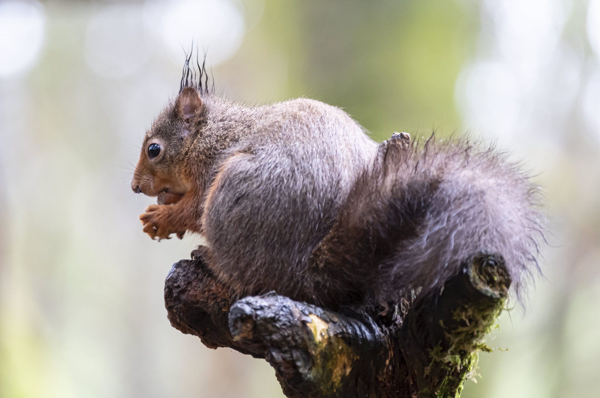 Seeing red at Argaty - Opposite View Wildlife Photography