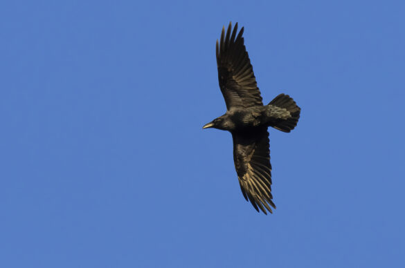 Raving over ravens - Opposite View Wildlife Photography